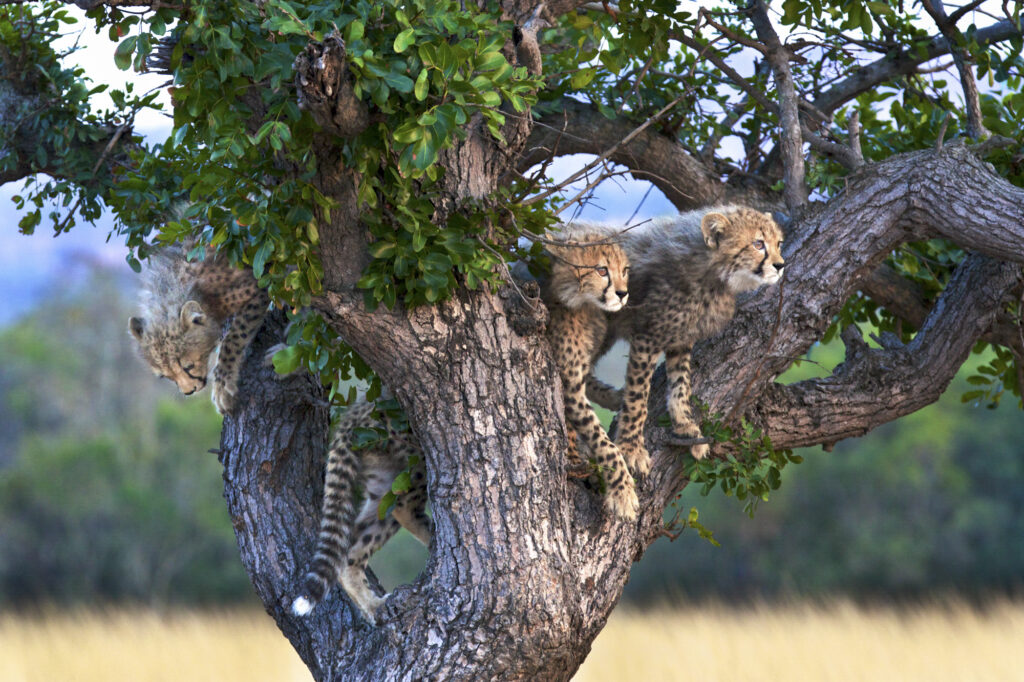 STEVE WINTER - CHEETAH CUBS IN PHINDA GAME RESERVE - Naked Eye Studios